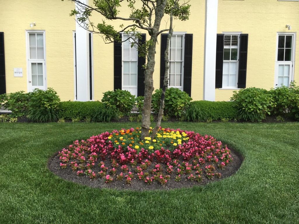 Garden Dilemmas, Delights & Discoveries, Ask Mary Stone Annual Color ...