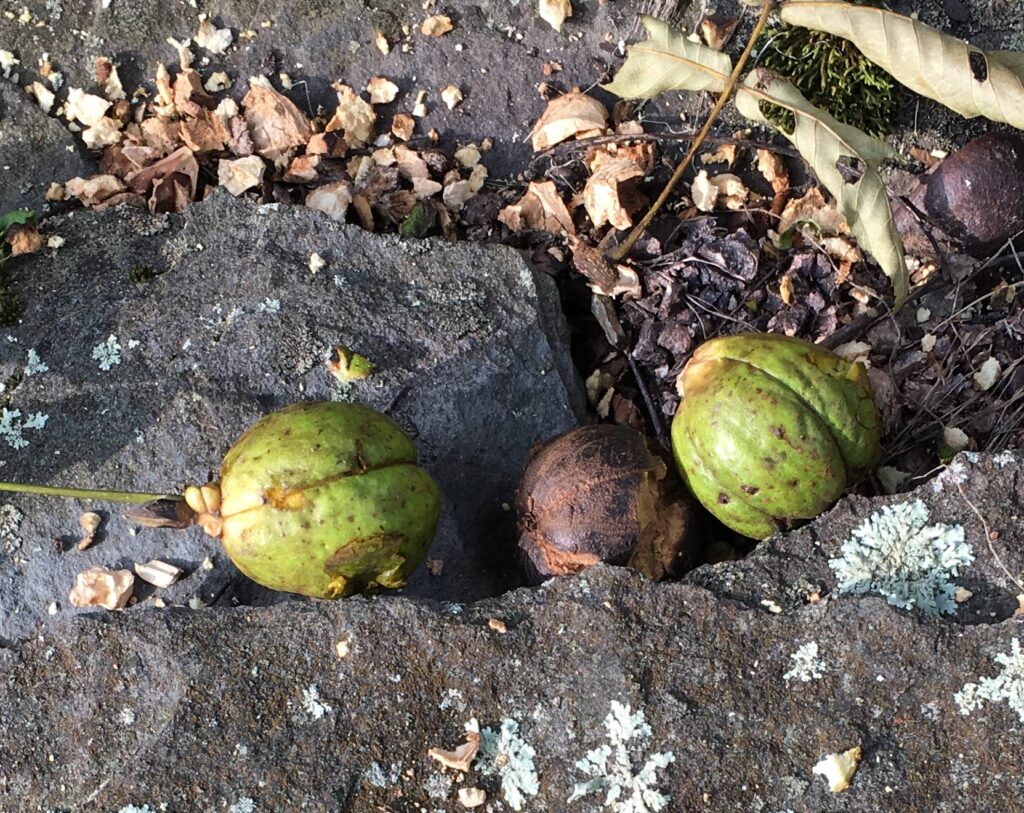 Garden Dilemmas, Delights & Discoveries, Ask Mary Stone Shagbark Hickories - Nutty Mast Years ...