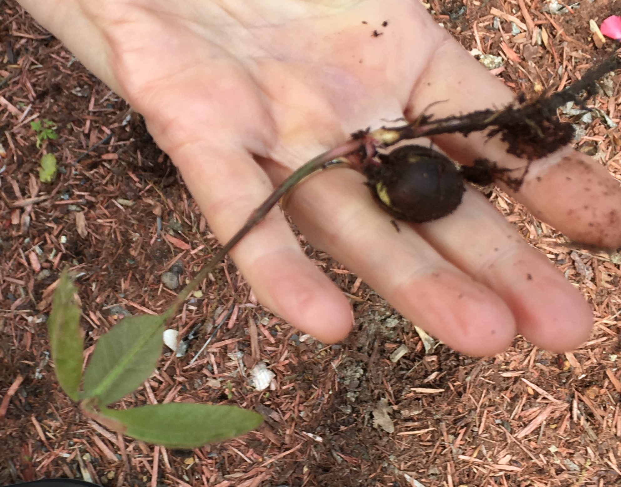 Garden Dilemmas, Delights & Discoveries, Ask Mary Stone Seeds Rooted in ...
