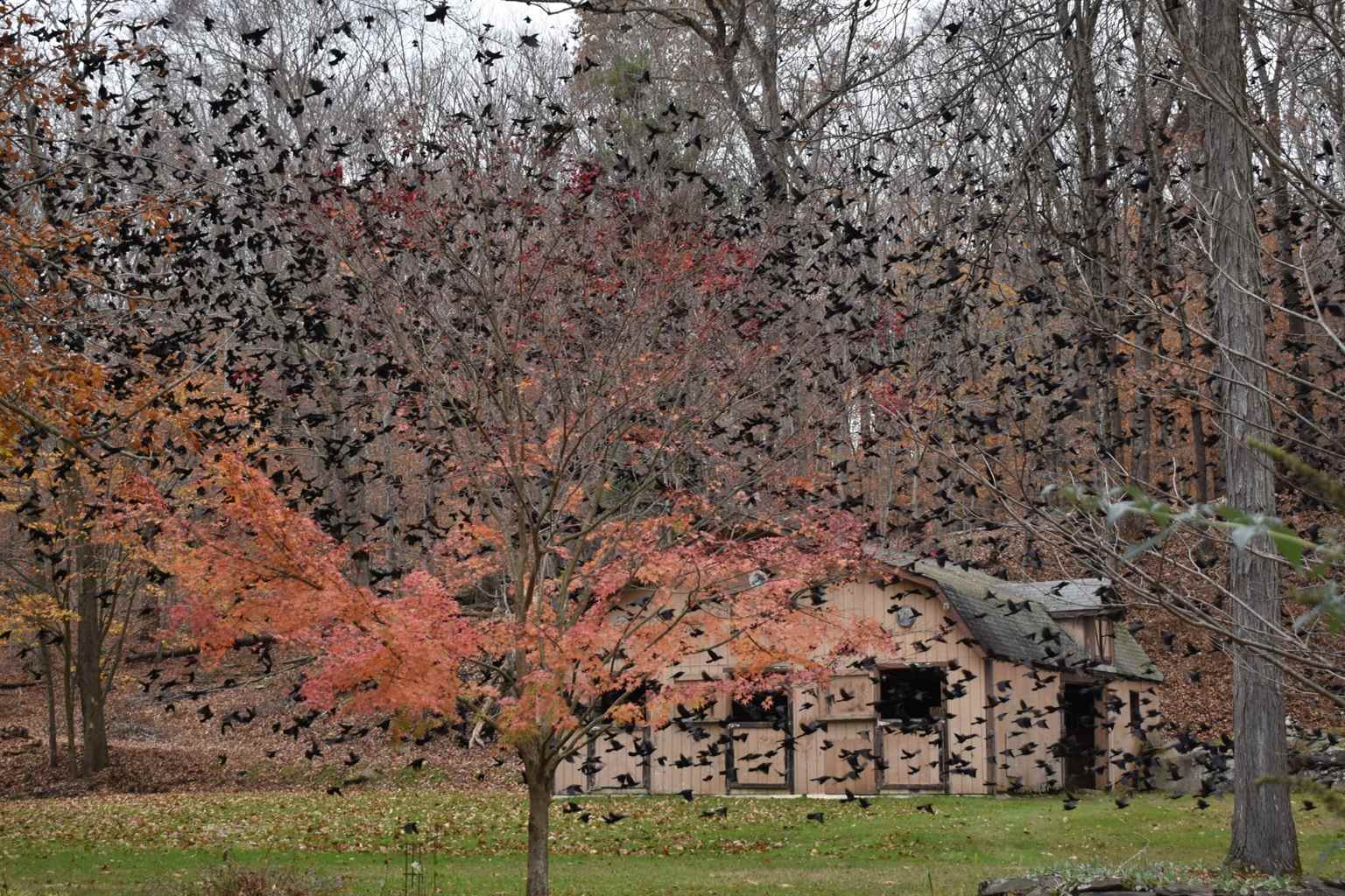 Garden Dilemmas, Delights & Discoveries, Ask Mary Stone Swarming Common ...