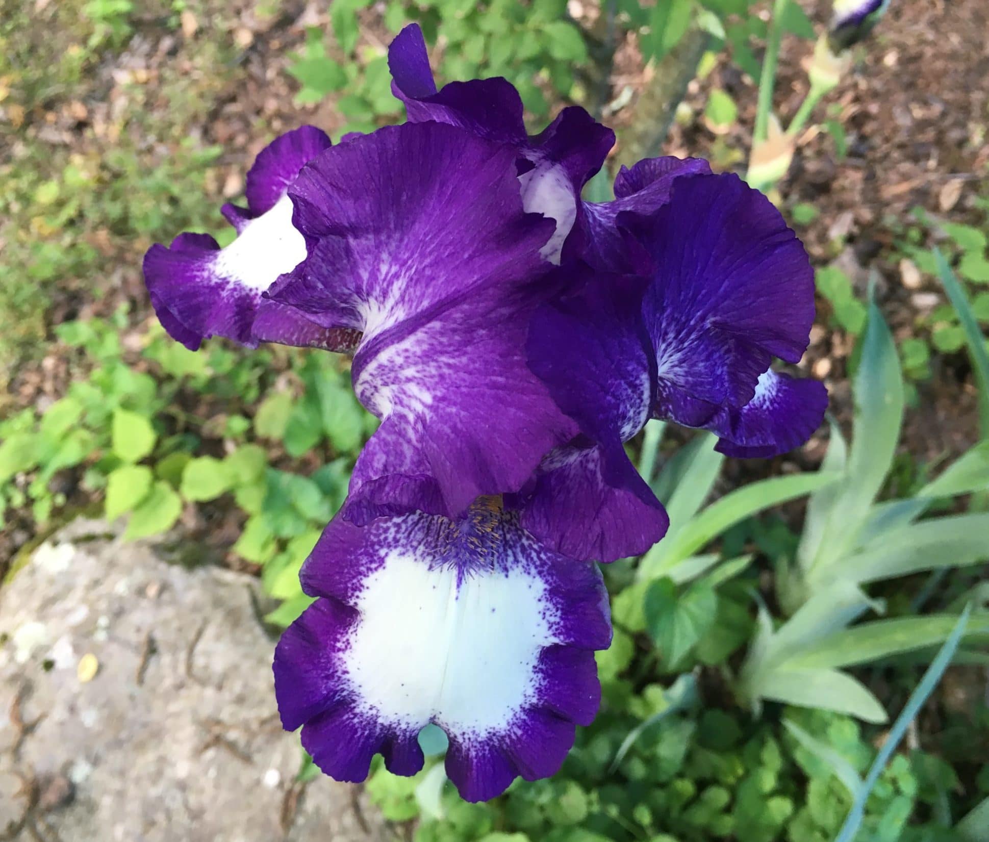 Garden Dilemmas, Delights & Discoveries, Ask Mary Stone Dividing Iris ...