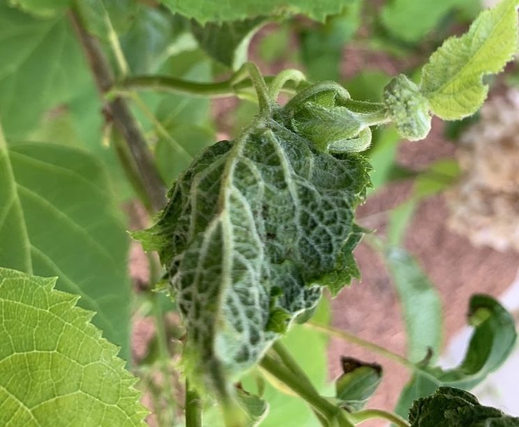 Garden Dilemmas, Delights & Discoveries, Ask Mary Stone Hydrangea Leaf ...