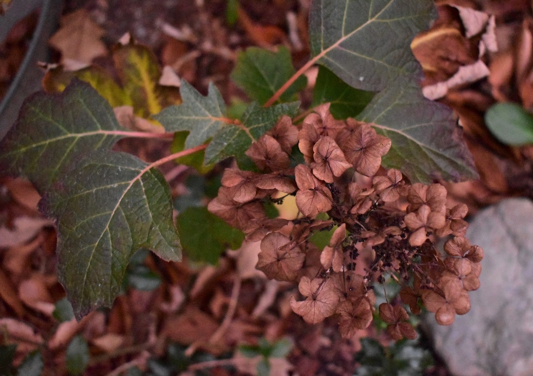 Garden Dilemmas, Delights & Discoveries, Ask Mary Stone Oakleaf ...