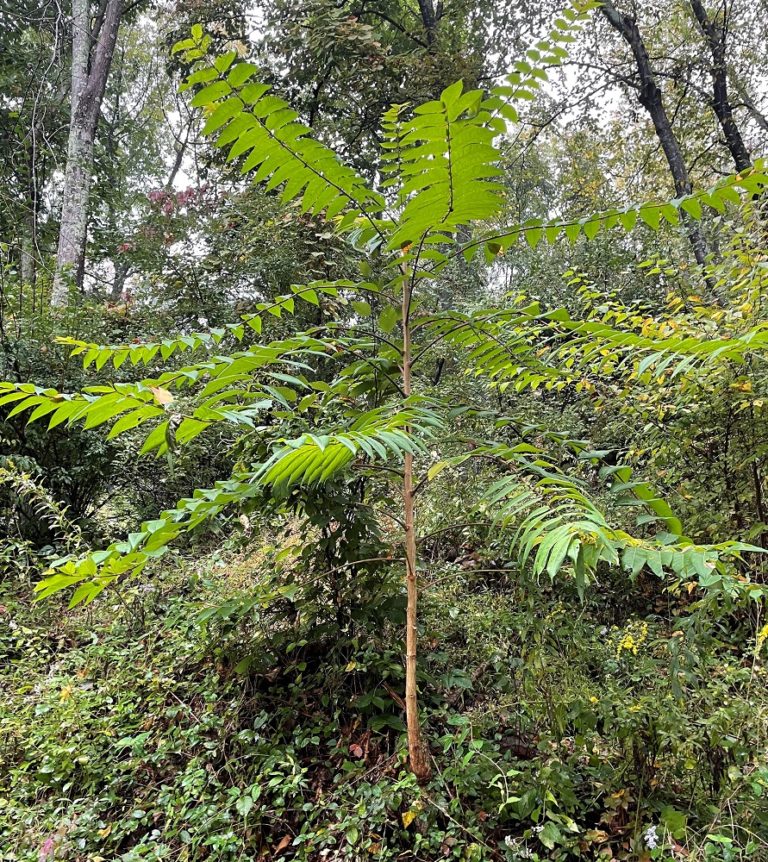 Garden Dilemmas, Delights & Discoveries, Ask Mary Stone Why is it ...