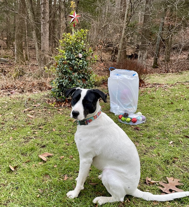 Garden Dilemmas, Delights & Discoveries, Ask Mary Stone Holiday ...