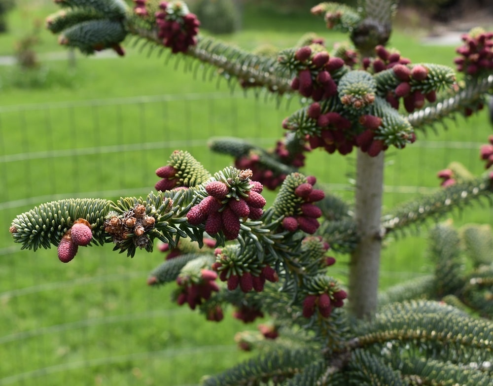 Garden Dilemmas, Delights & Discoveries, Ask Mary Stone The Gift of a ...